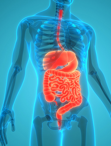 ASGE | Digestibles Competition